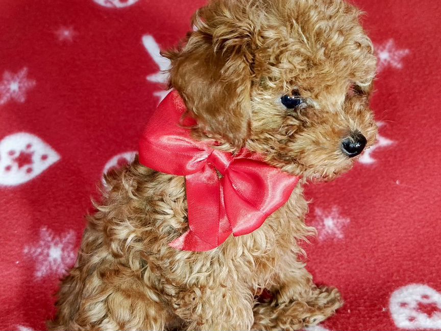 Продажа щенков Той-пудель мини