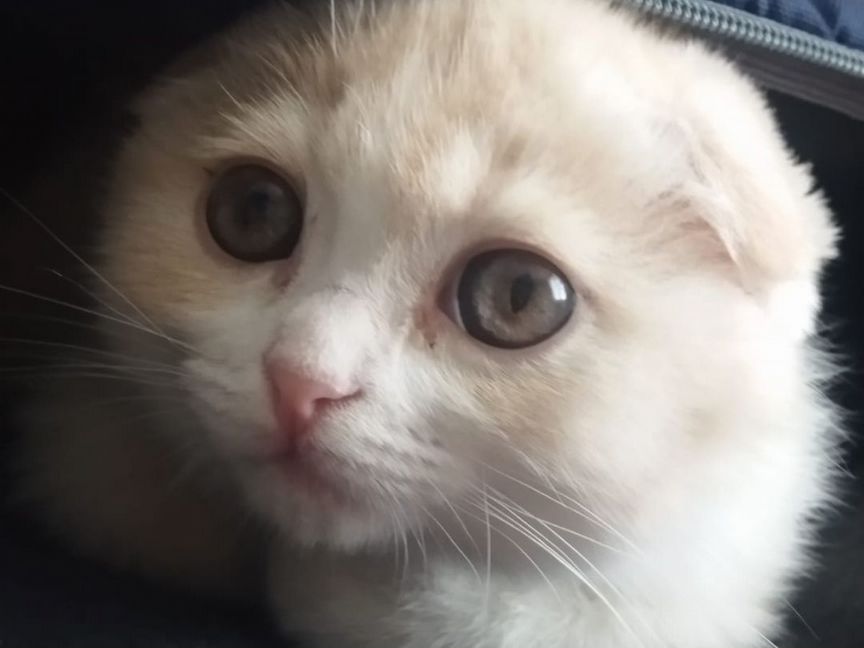 Котёнок