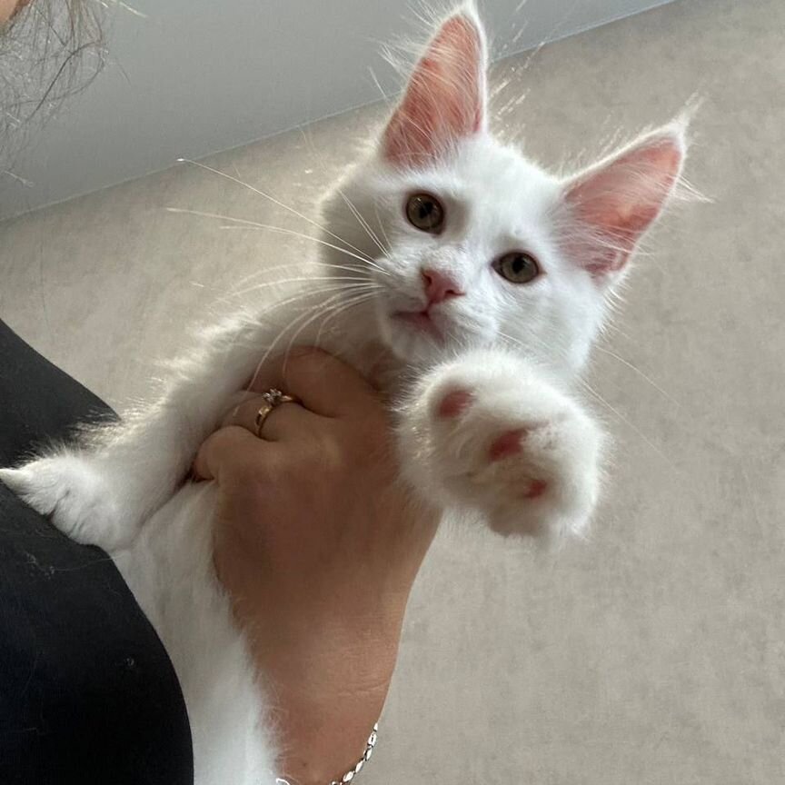 Белоснежный Мейн-Кун (подросток 6мес)