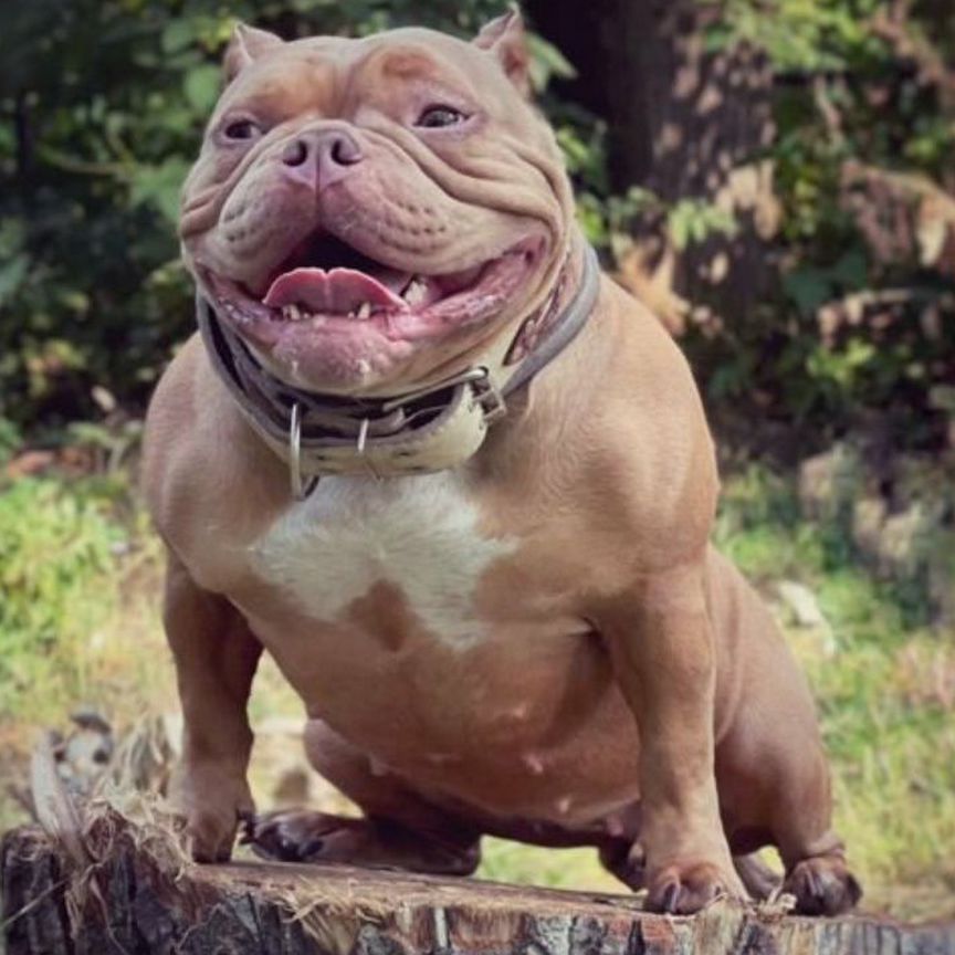 Американский булли, щенки