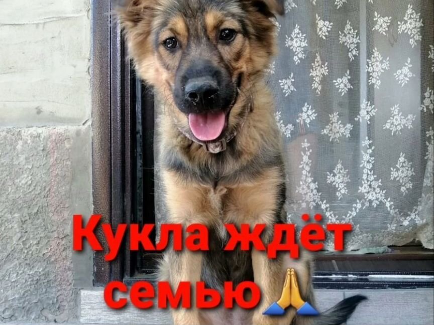 Девочка ищет дом