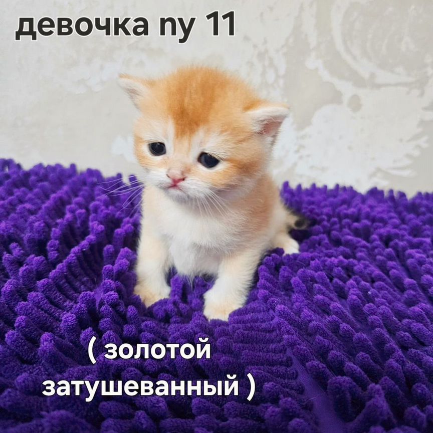 Британские котята