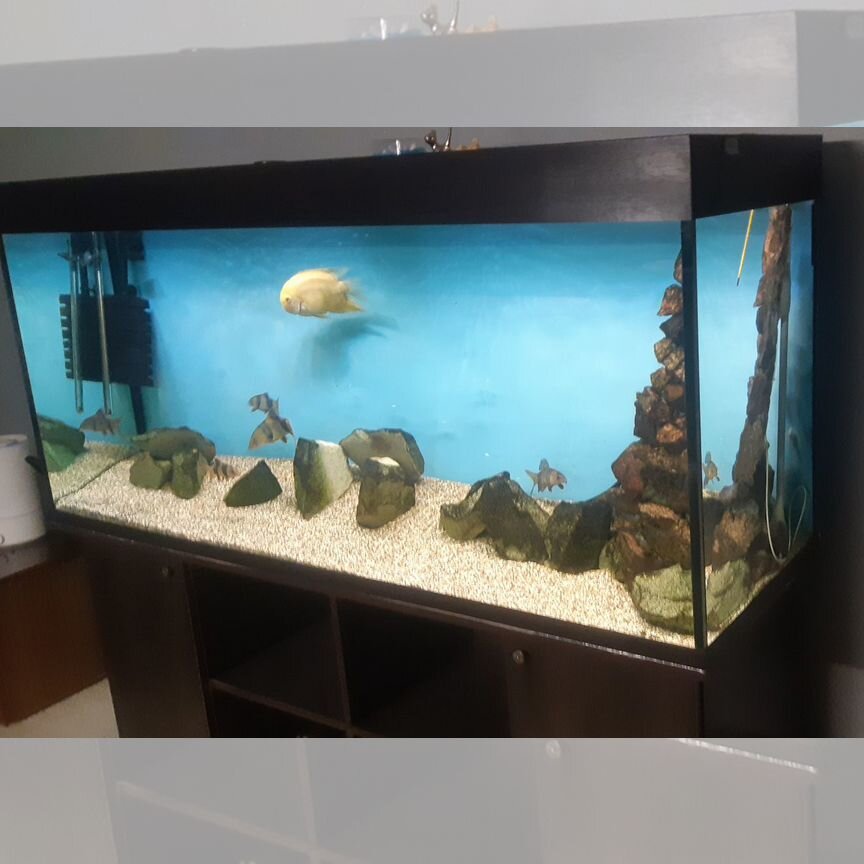 Аквариум с тумбой 500 литров