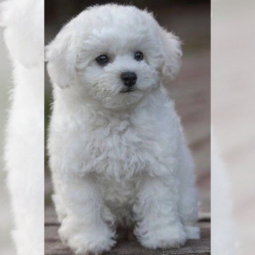 Бишон фризе