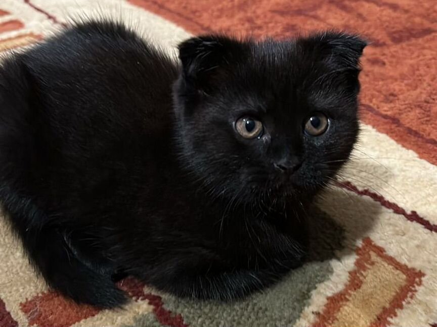 Шотландский вислоухий котенок