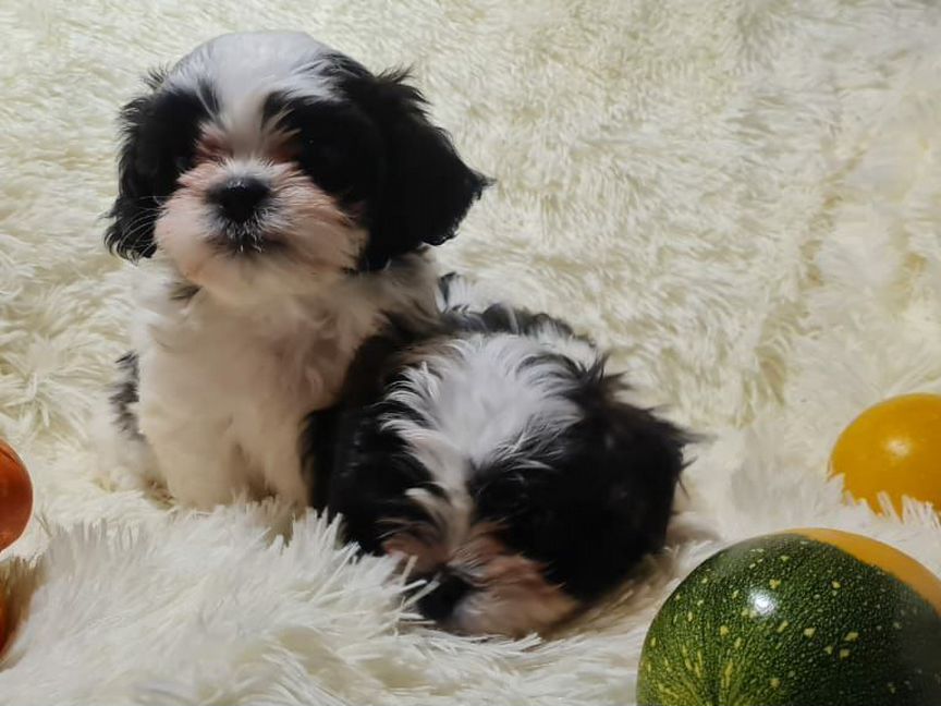 Щенки ши-тцу мини