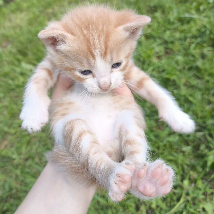 Котёнок в добрые руки
