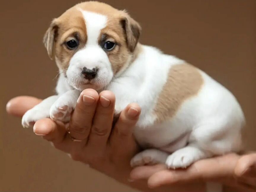 Щенки Джек Рассел терьер с документами РКФ