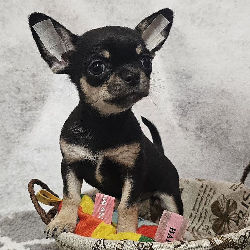 Чихуахуа, щенок