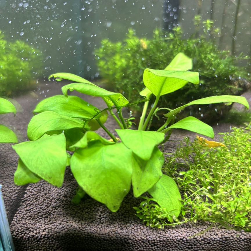 Аквариумное растение Anubias nana mini