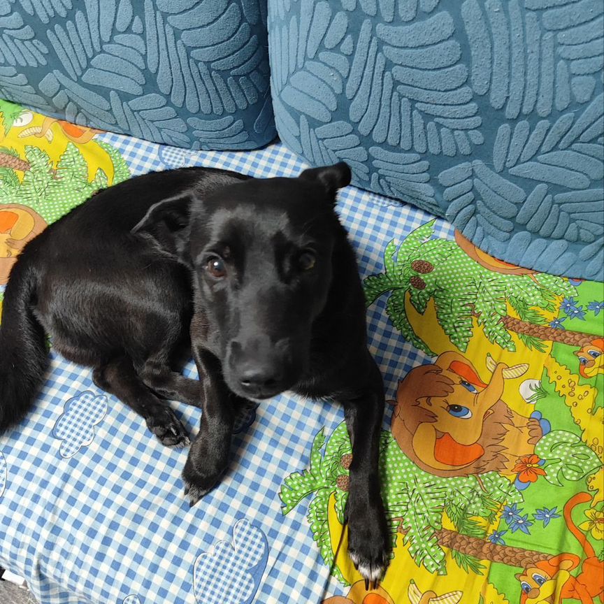 Собака в добрые руки отдам бесплатно