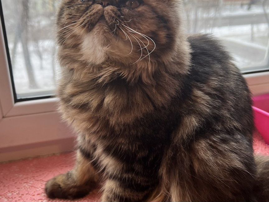 Персидская кошечка ищет котика