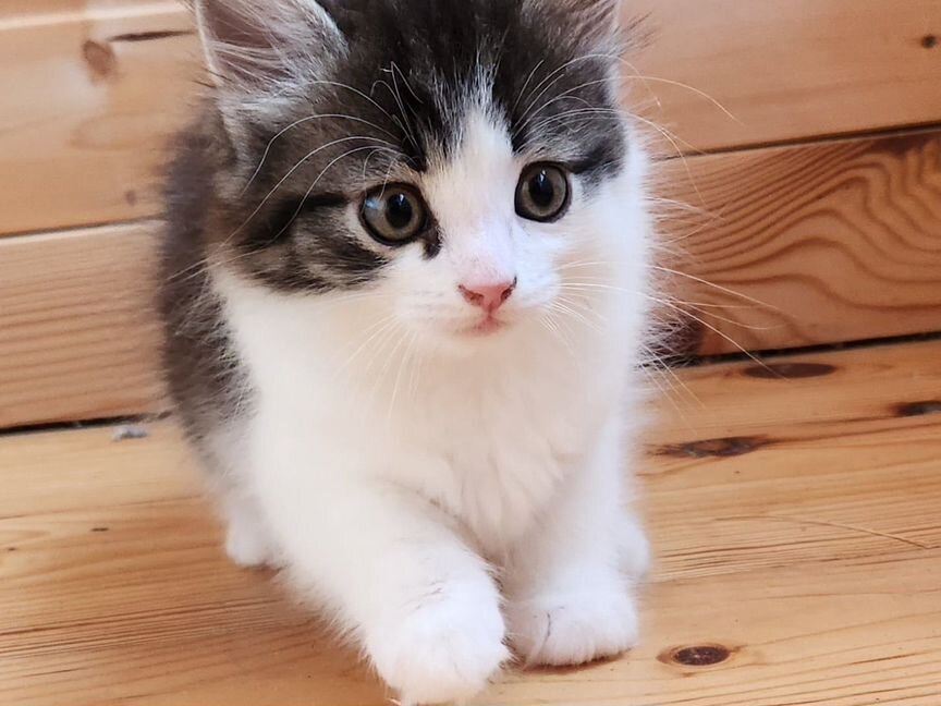 Котёнок девочка