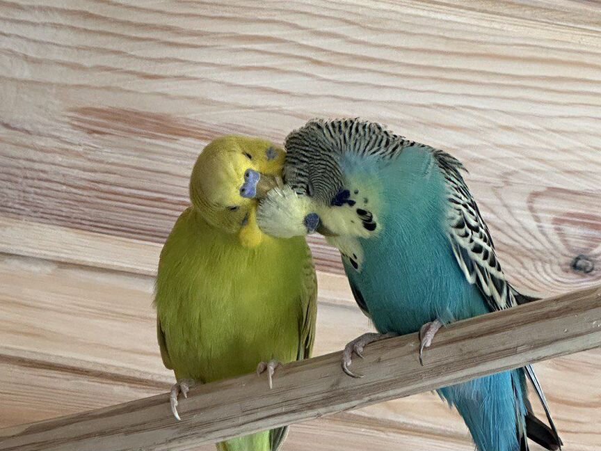 Попугай, выставочный чех