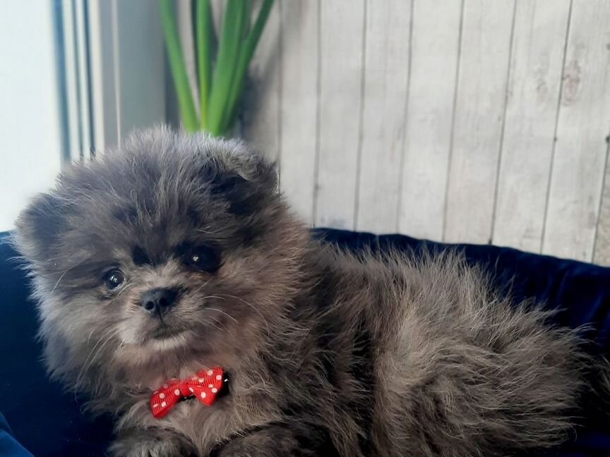 Померанский шпиц