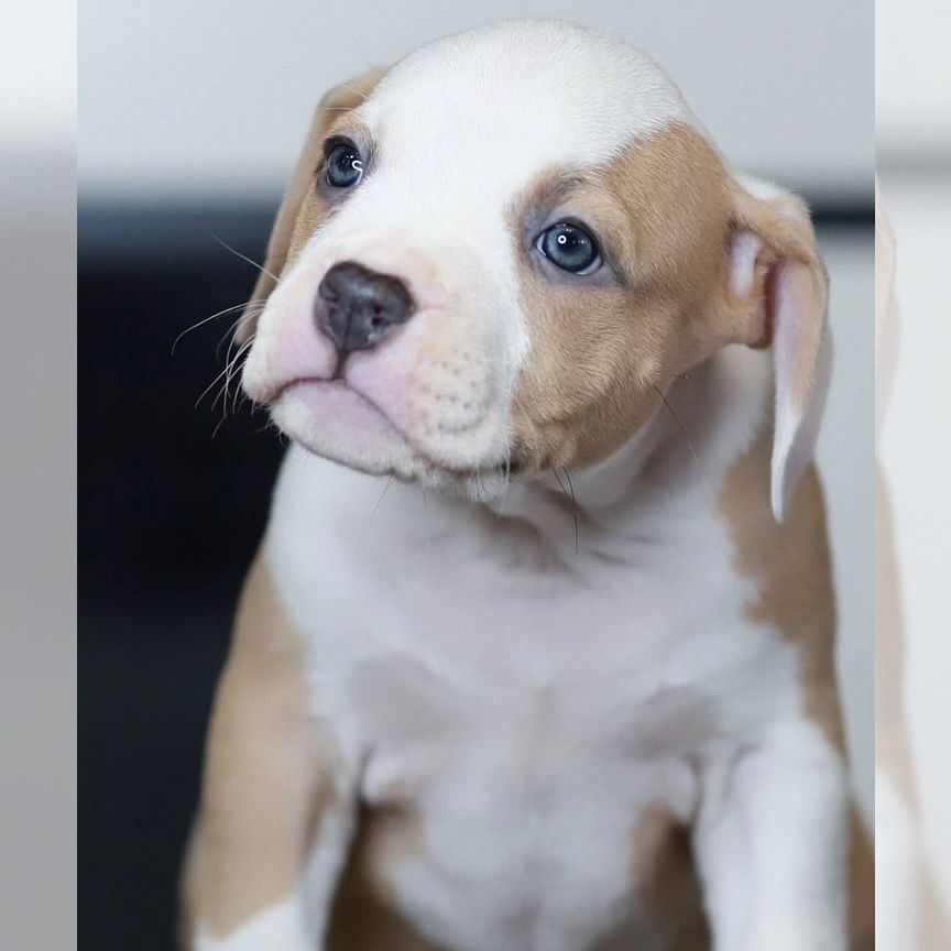 Американский стаффордширский терьер, щенок