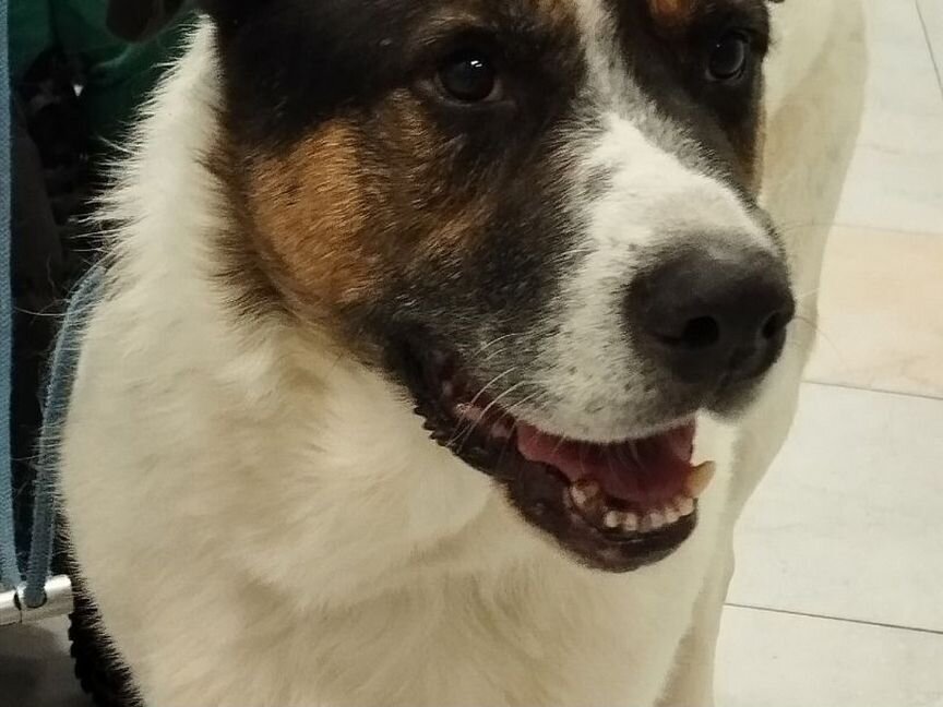 Обоятельный песик ищет дом в добрые руки