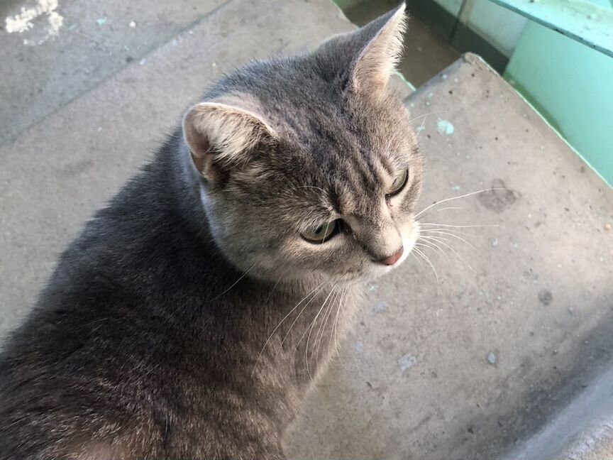 Кошка в дар