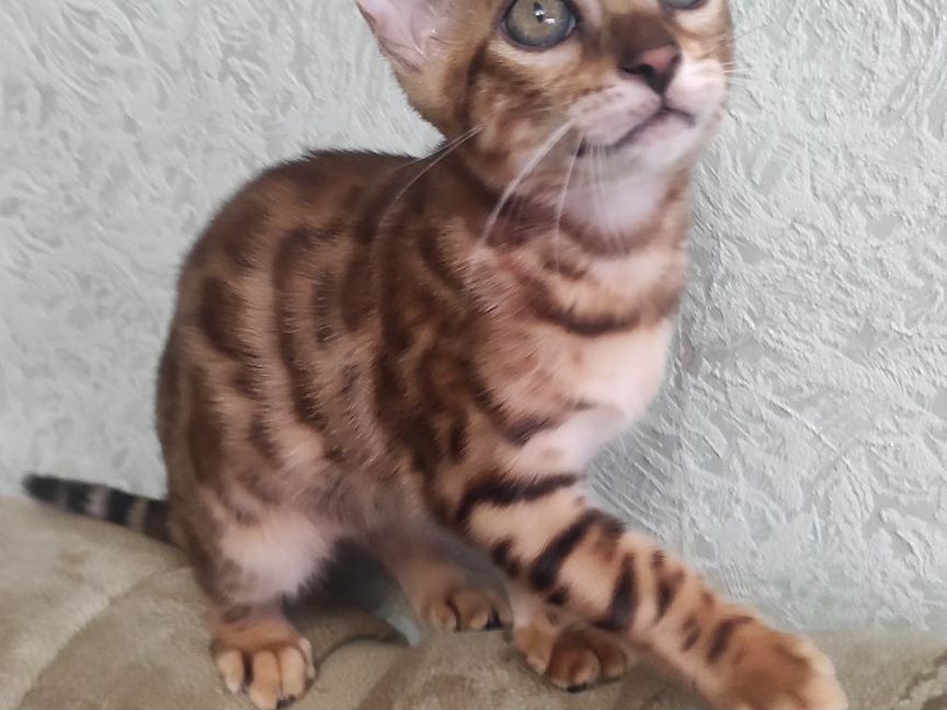 Бенгальские котята