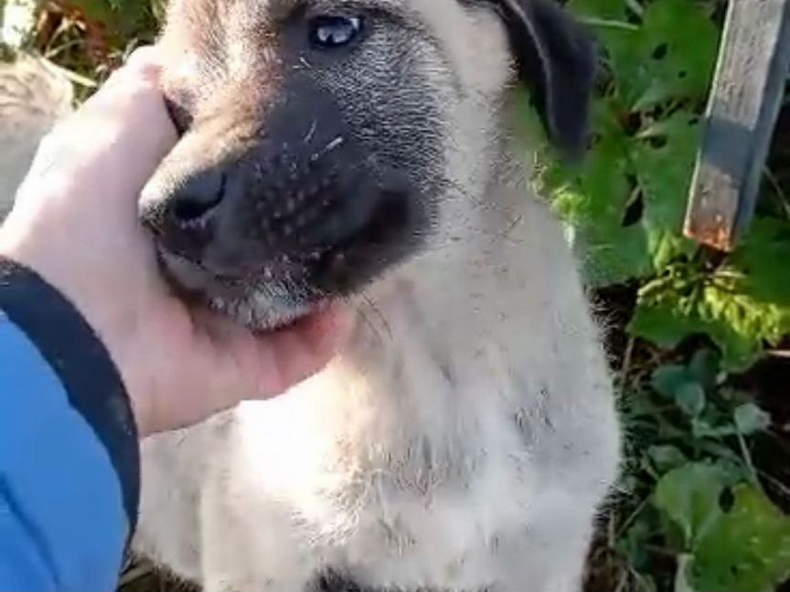 Щенки смертники в поисках шанса