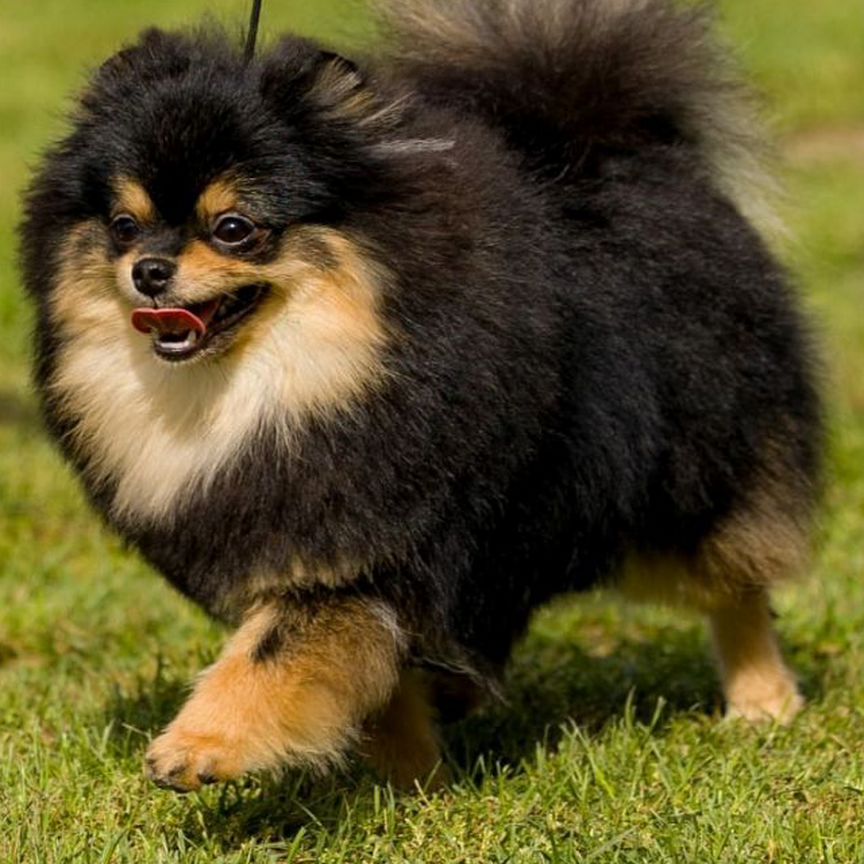 Померанский шпиц, щенок