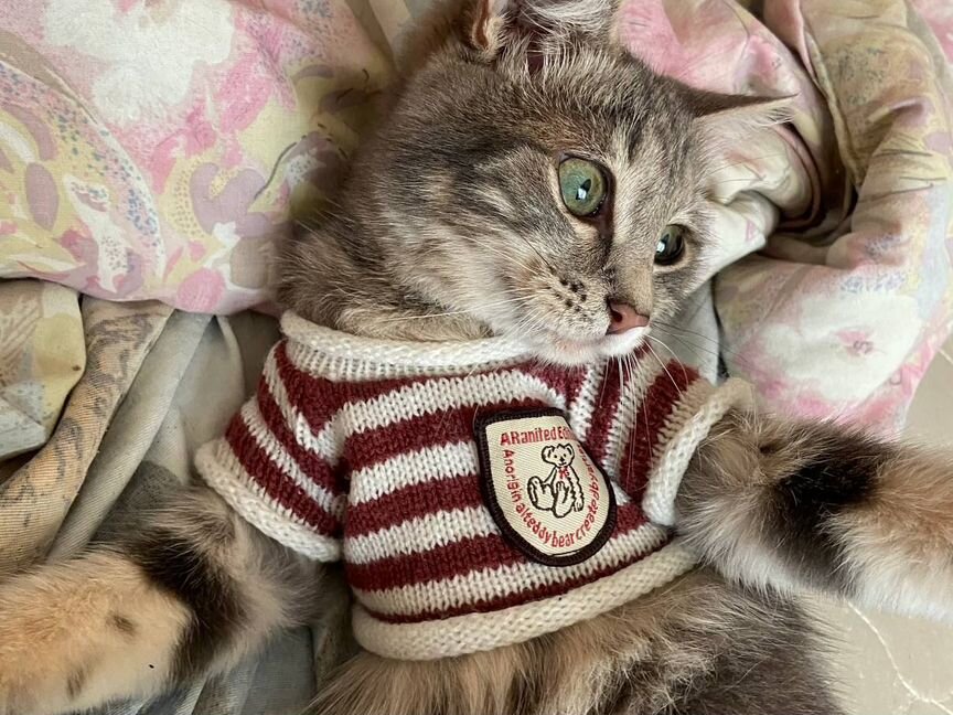 Котята бесплатно