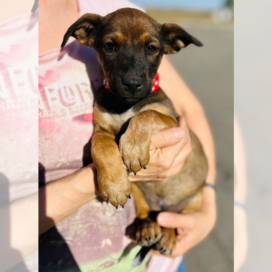 Щенки от маленькой собаки в добрые руки