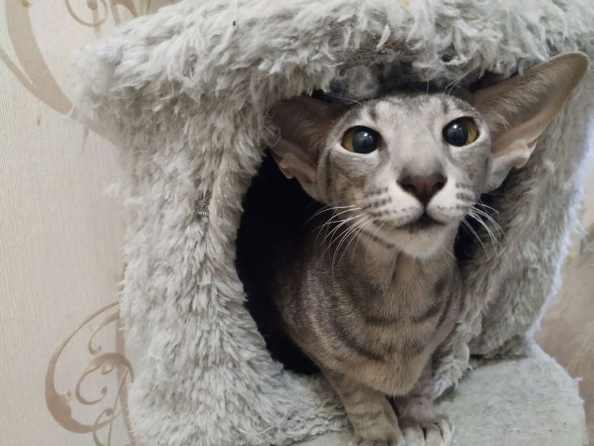 Ориенталка, ориентальная девочка для разведения