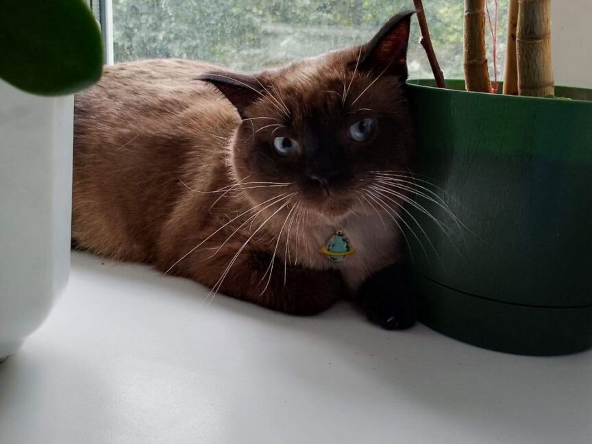 Сиамский кот Тихон ищет семью