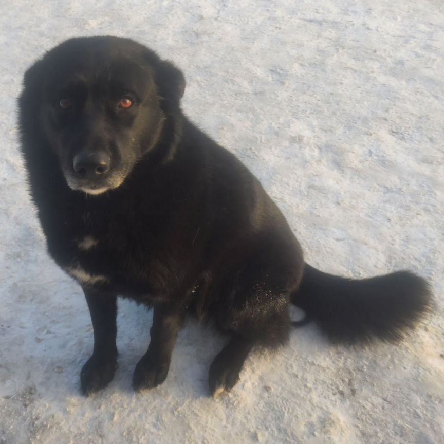 Взрослая собака в добрые руки