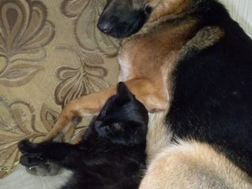 Немецкая овчарка