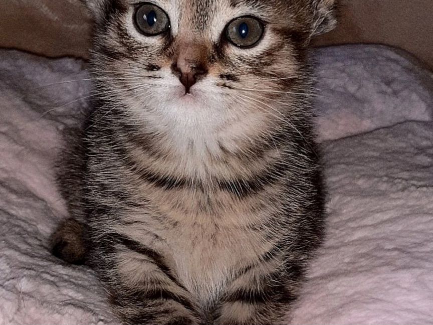 Котенок девочка 1,5 месяца