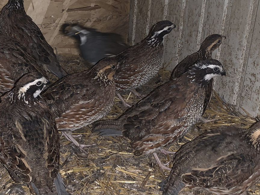 Вергинские куропатки