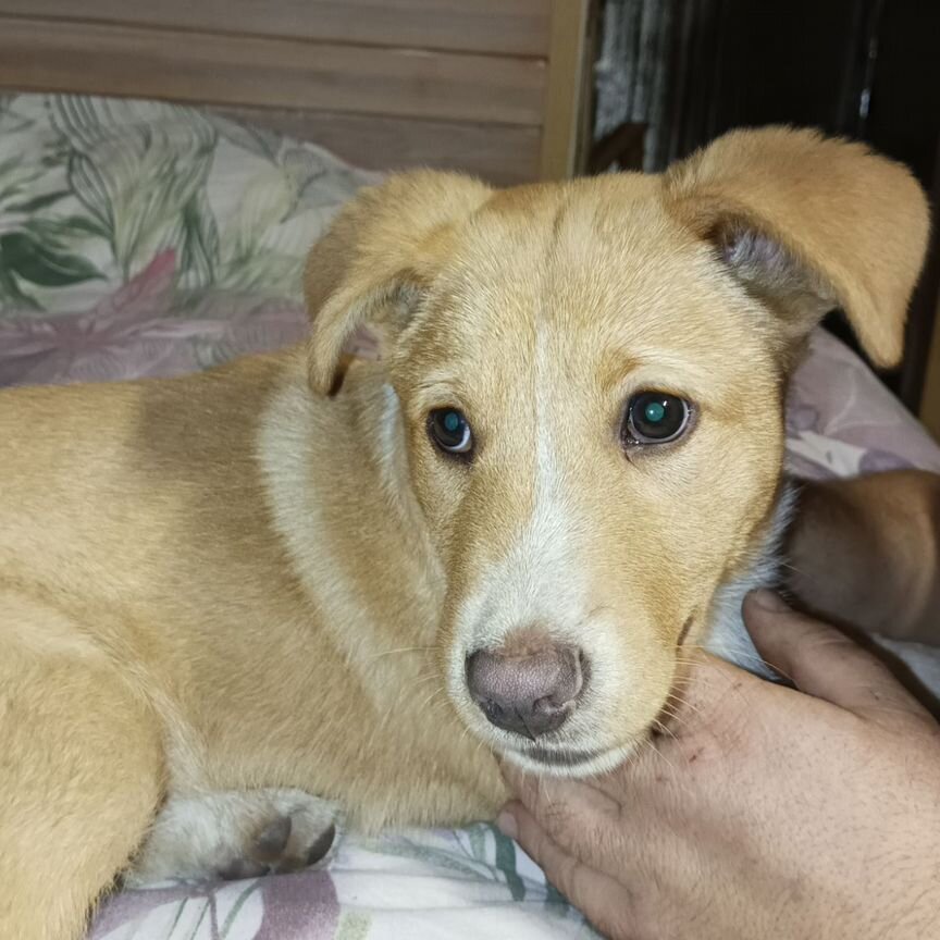 Щенок в добрые руки