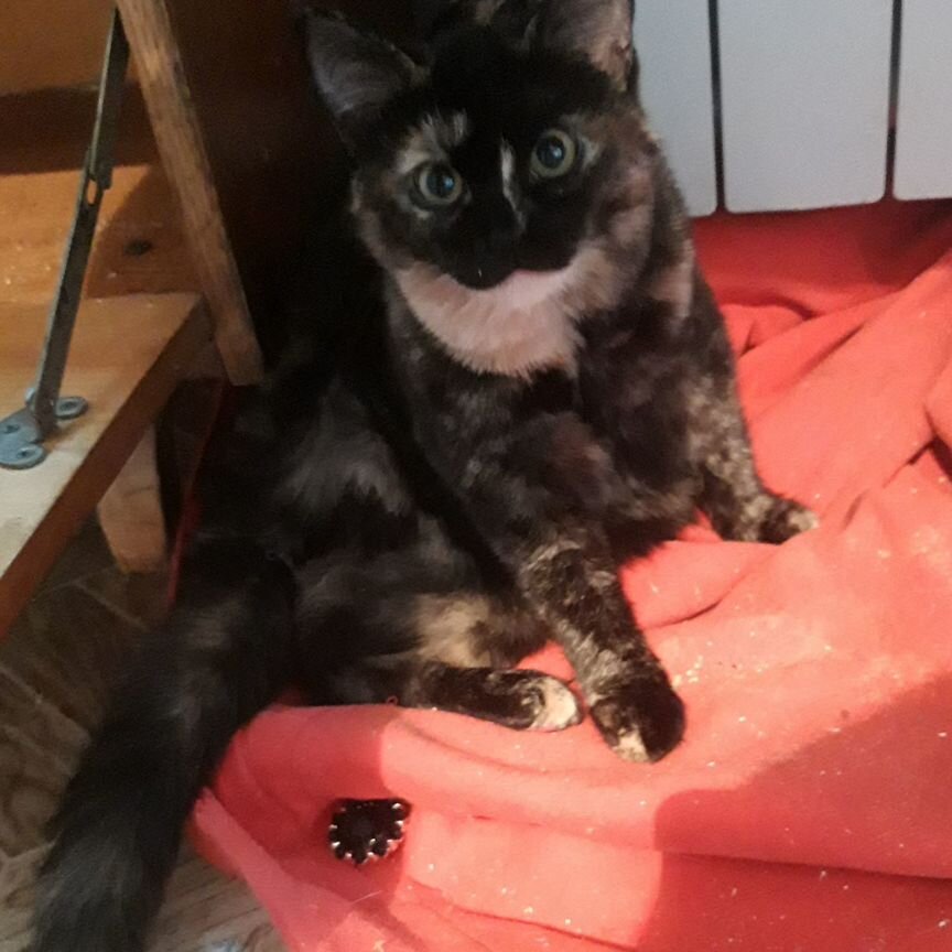 Котодевочка ищет дом
