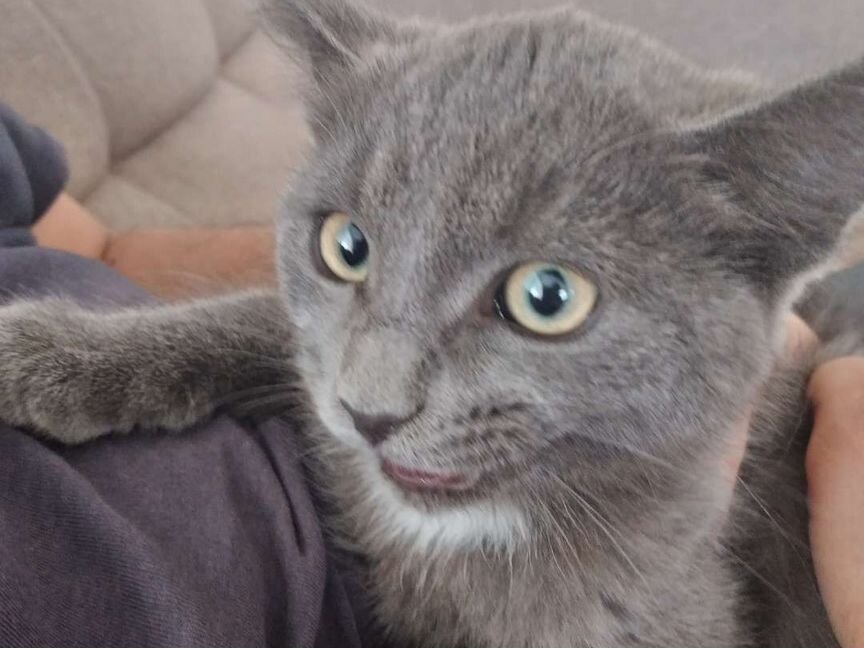 Котёнок в добрые руки