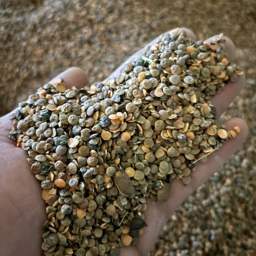 Чечевица красная