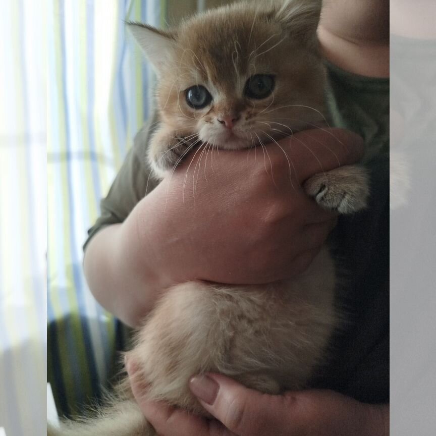 Котята золотая шиншилла
