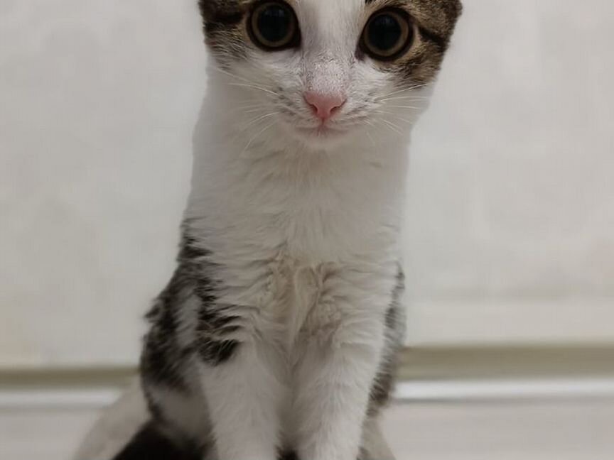 Маленький карасик