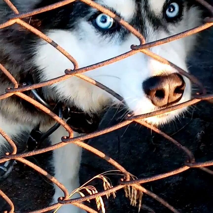 Хвостики в добрые руки