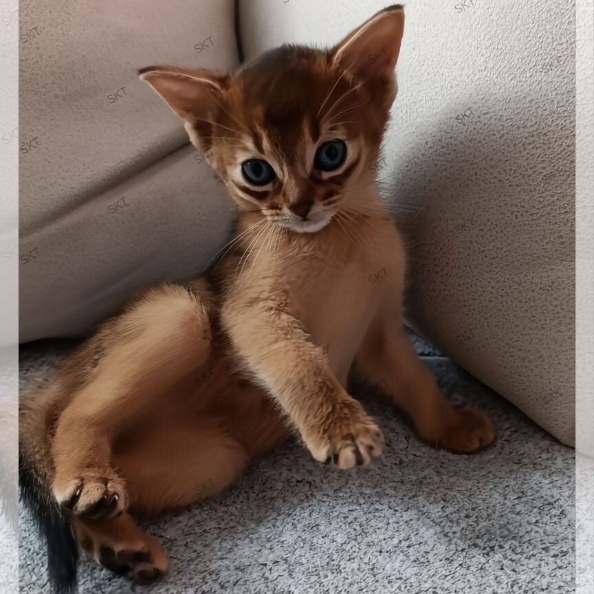 Абиссинский котёнок