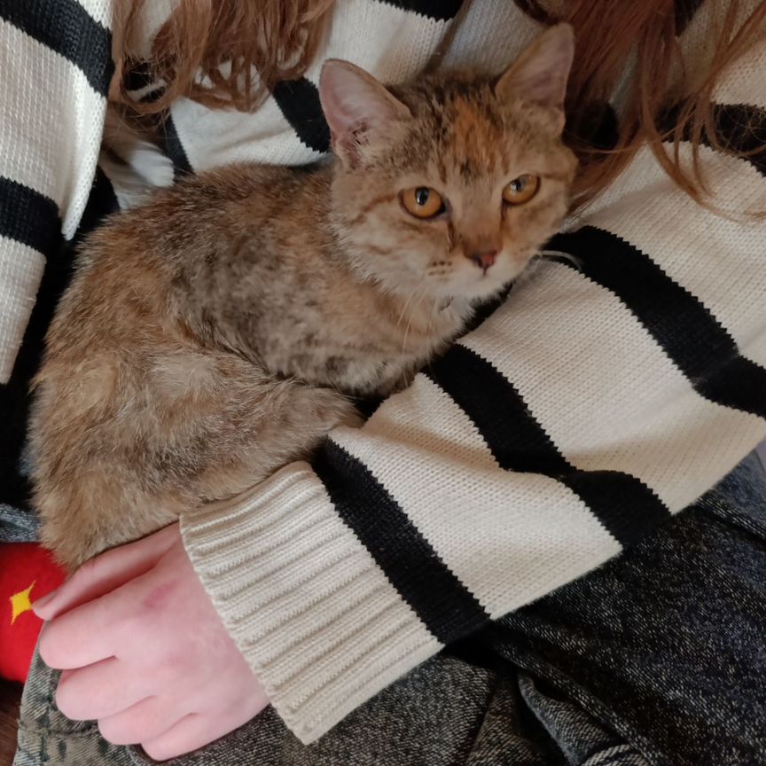 Котёнок в добрые руки