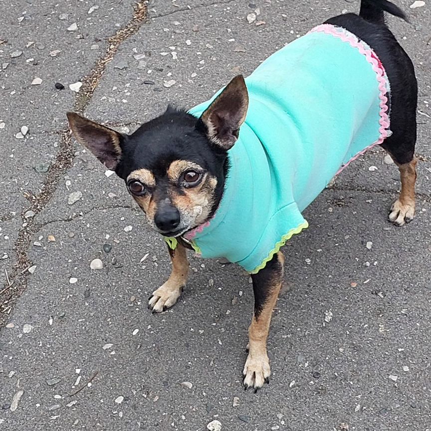 Пражский крысарик