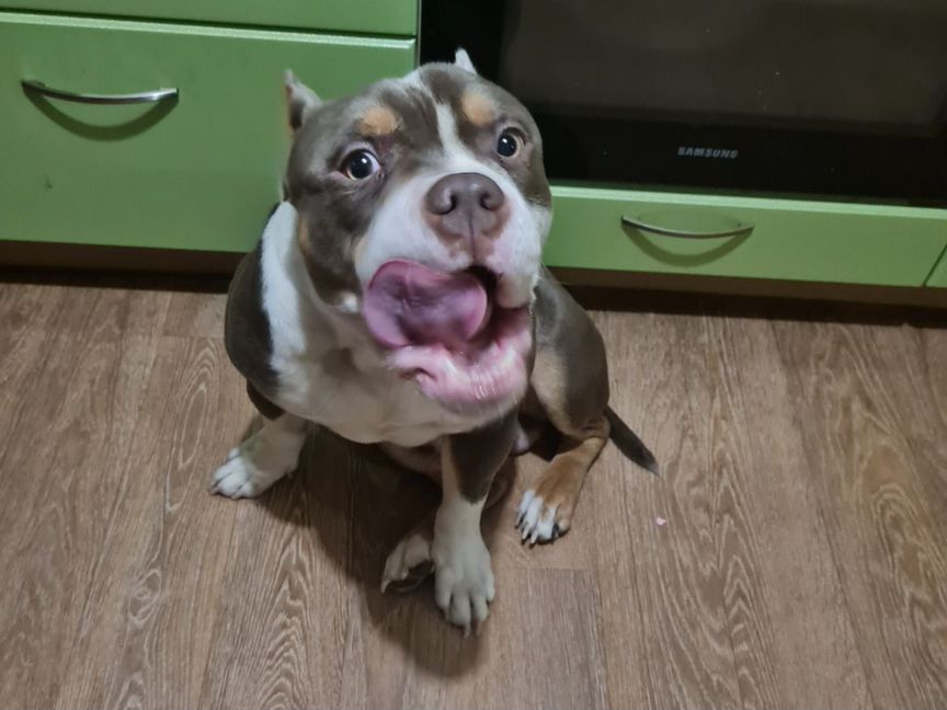 Американский булли