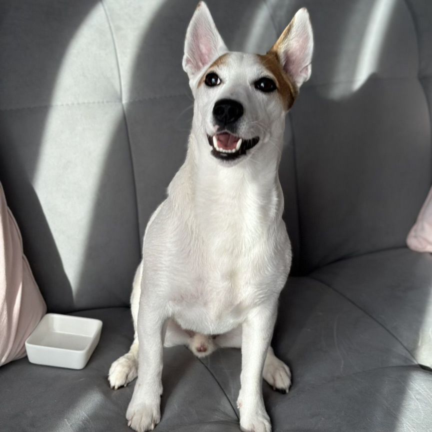 Джек-рассел-терьер, взрослый пёс