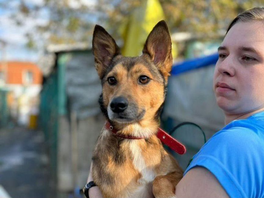 Маленький песик ищет свою семью
