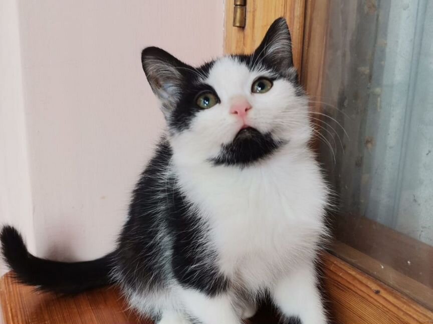 Котенок Мими