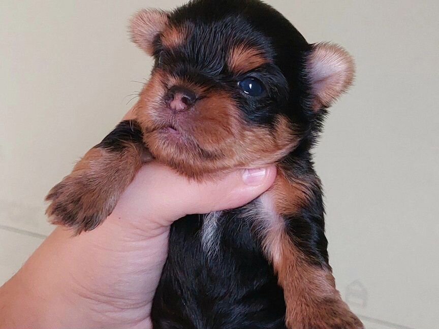 Йоркширский терьер мини щенки