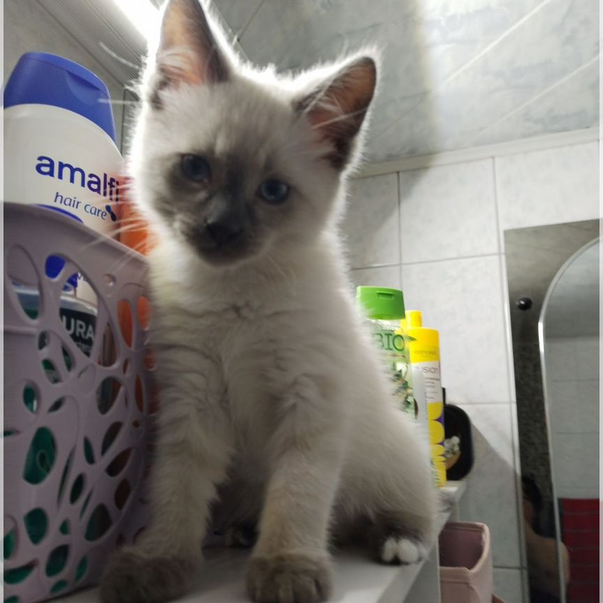 Девон-рекс котёнок