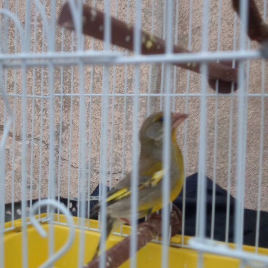 Обыкновенная зеленушка